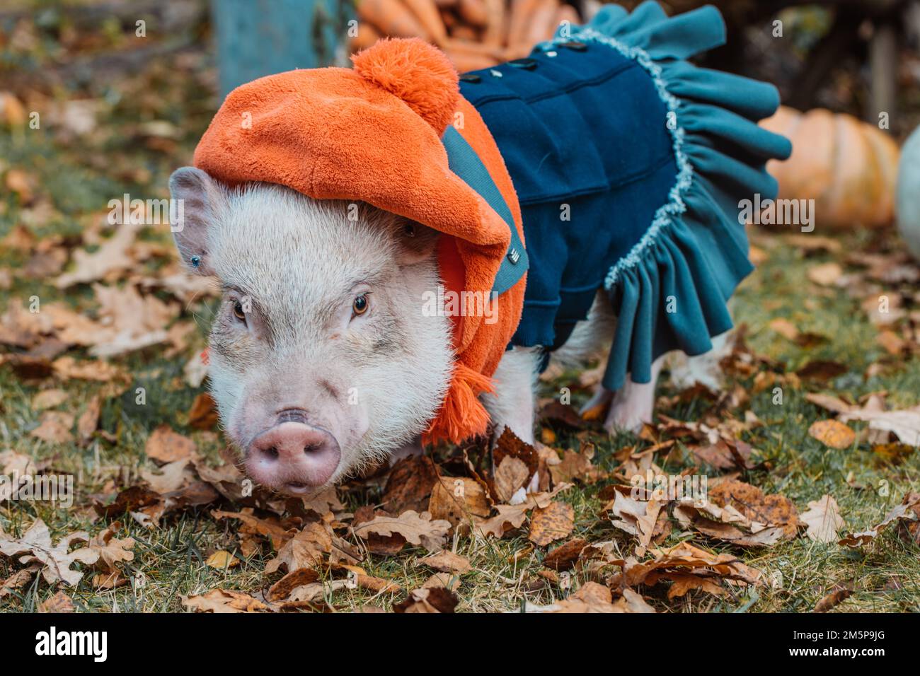 a white mini pig sits in a wicker basket. Autumn photo Stock Photo - Alamy
