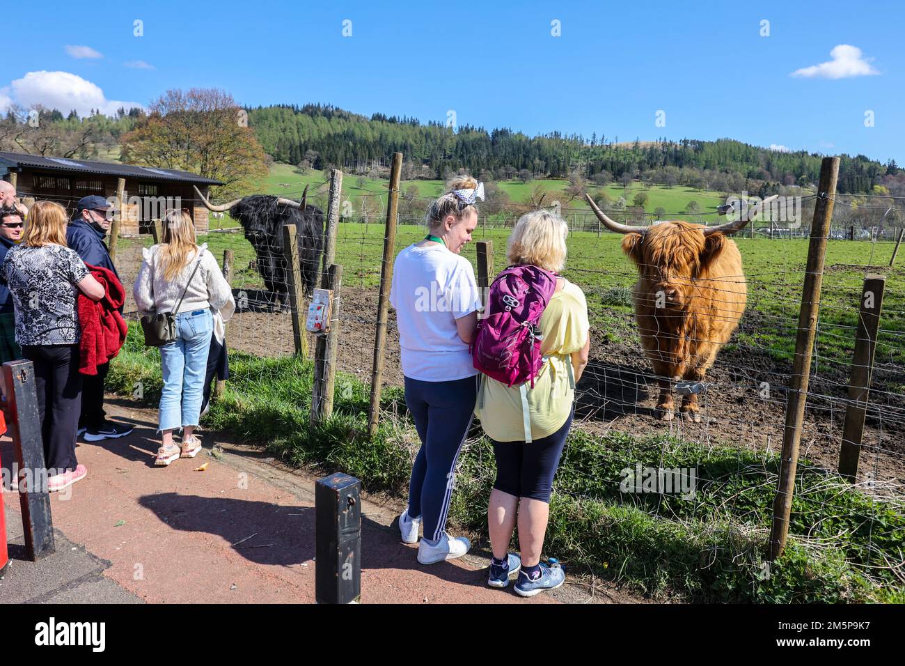 Highland,Highland cows,Highland cow,hairy,large,big,giant,horns ...