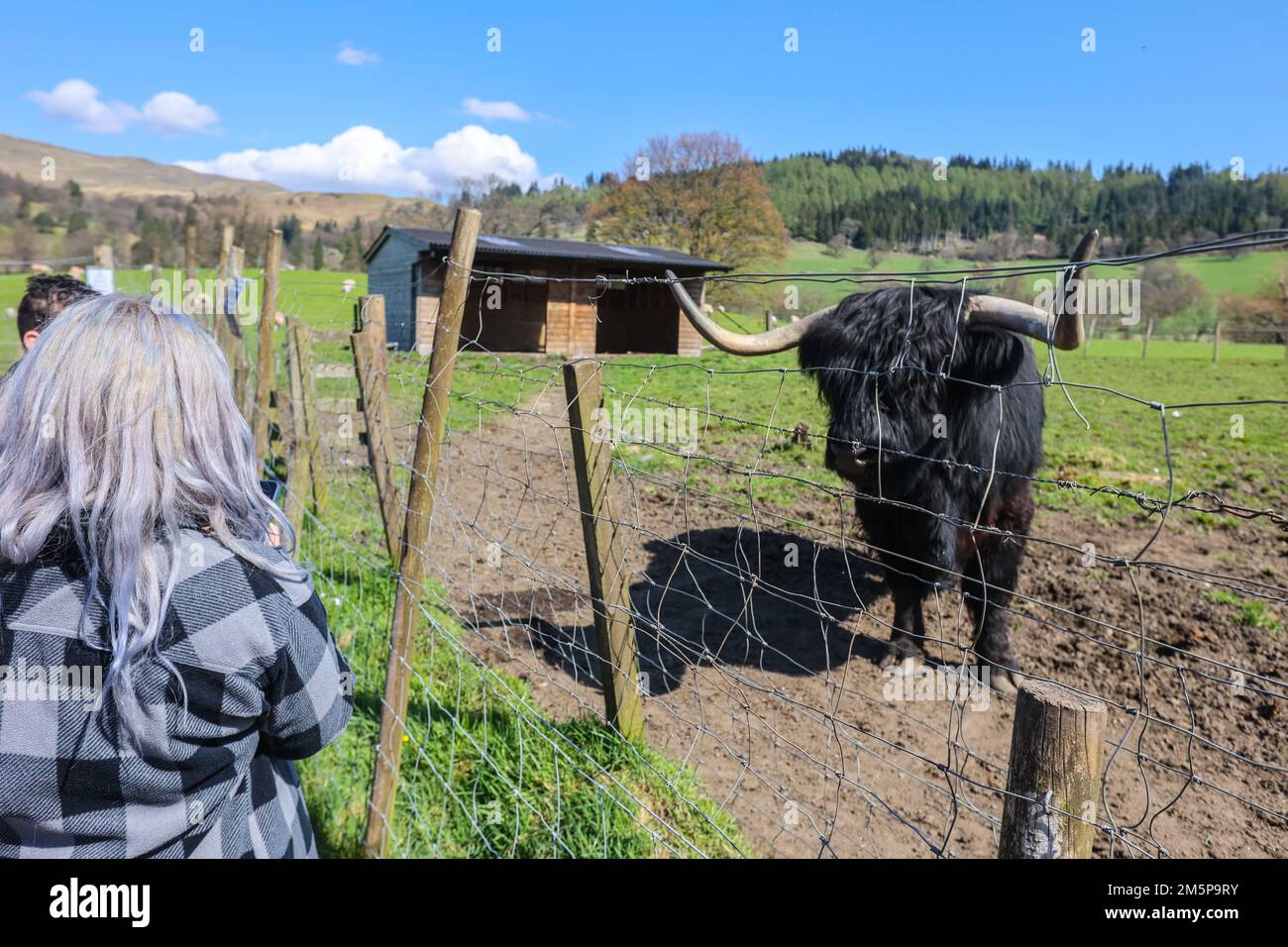 Highland,Highland cows,Highland cow,hairy,large,big,giant,horns ...