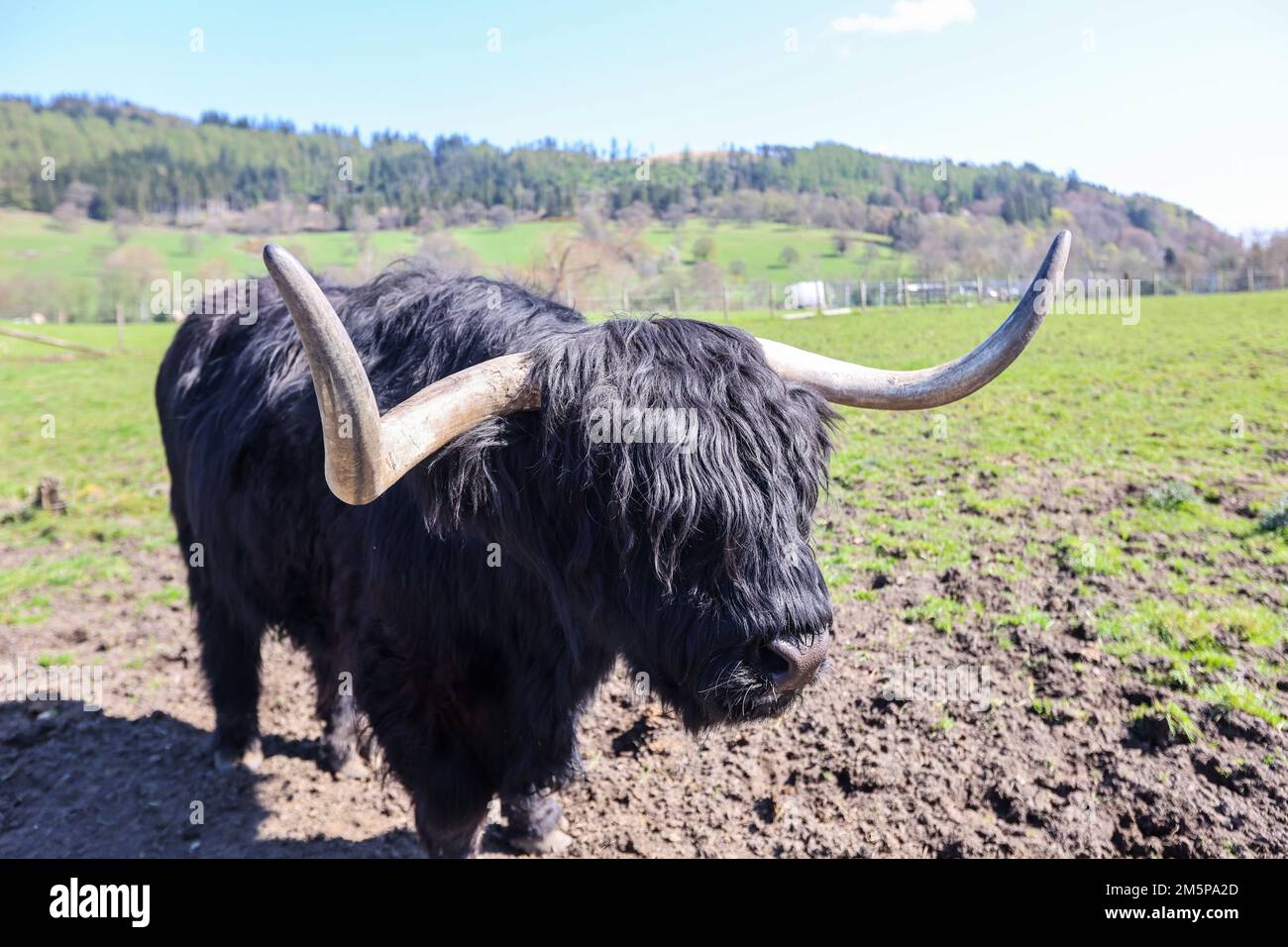 Highland,Highland cows,Highland cow,hairy,large,big,giant,horns ...