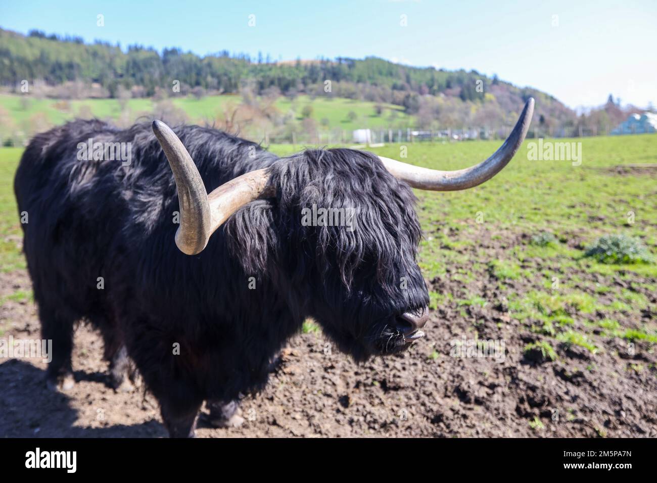 Highland,Highland cows,Highland cow,hairy,large,big,giant,horns ...