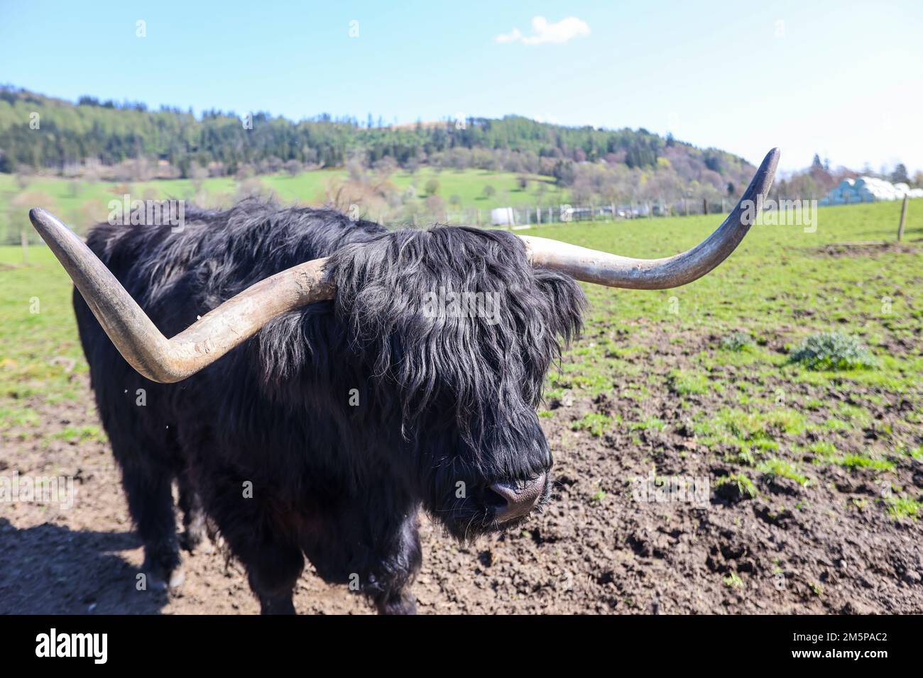 Highland,Highland cows,Highland cow,hairy,large,big,giant,horns ...