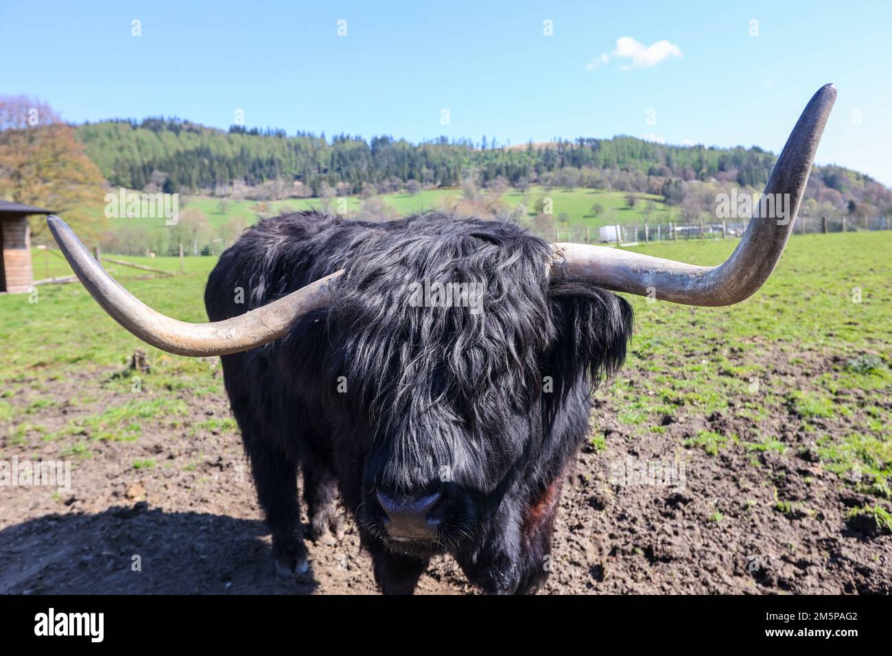 Highland,Highland cows,Highland cow,hairy,large,big,giant,horns ...