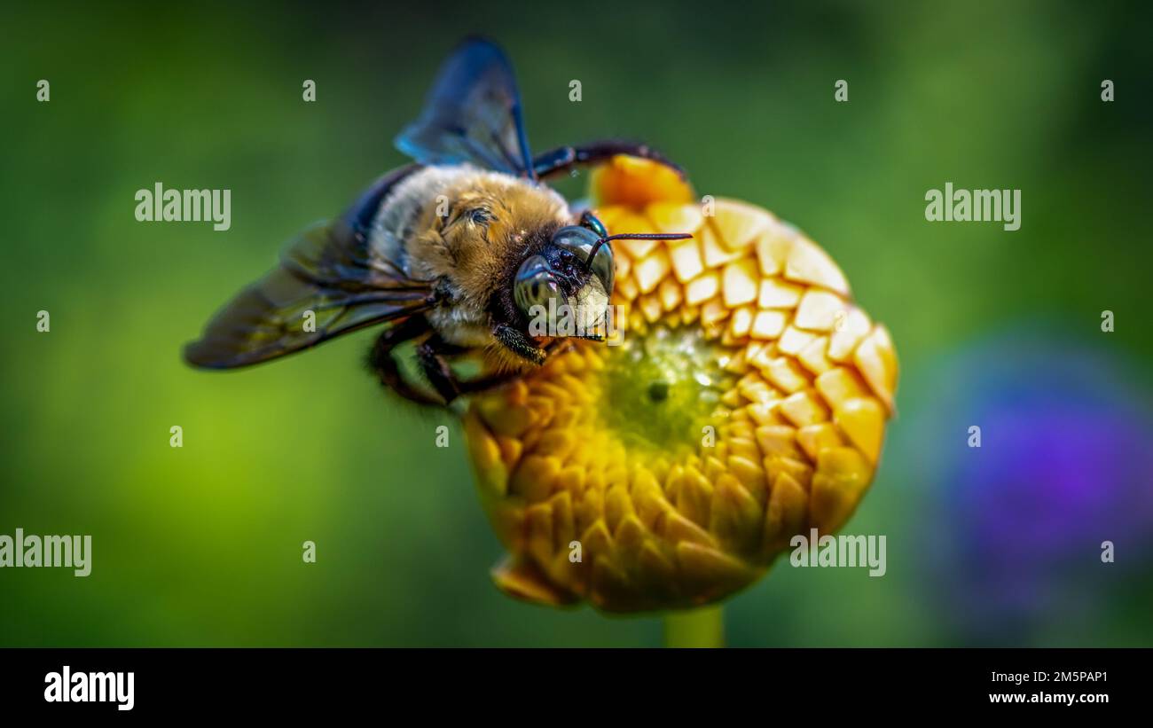 A macro shot of a bumble bee sitting of a yellow flower bud with a ...