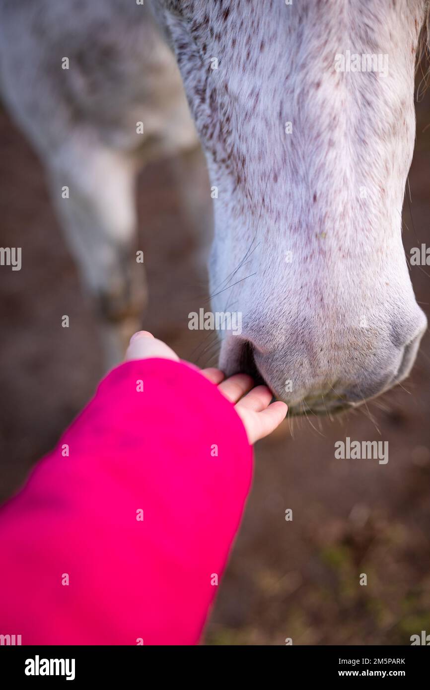 Hand touching nose of white horse, gentle animals, cute friendship ...