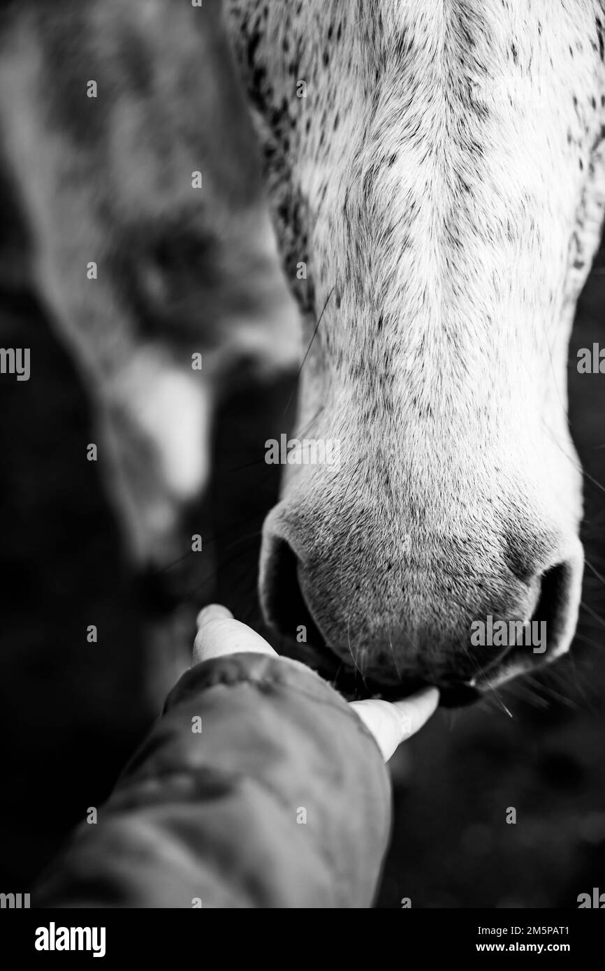 Hand touching nose of white horse, gentle animals, cute friendship ...