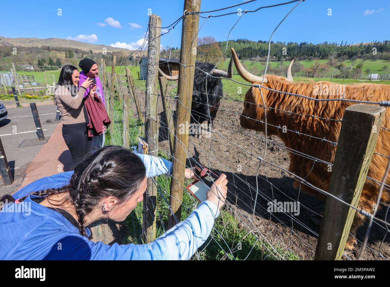 Highland,Highland cows,Highland cow,hairy,large,big,giant,horns ...