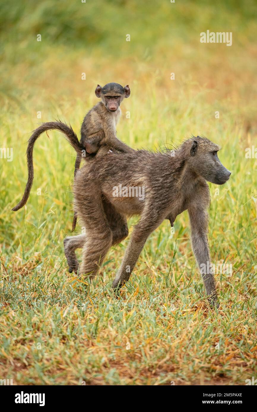 Female Baboon carrying her baby, Makuleke Contractual Park, Kruger ...