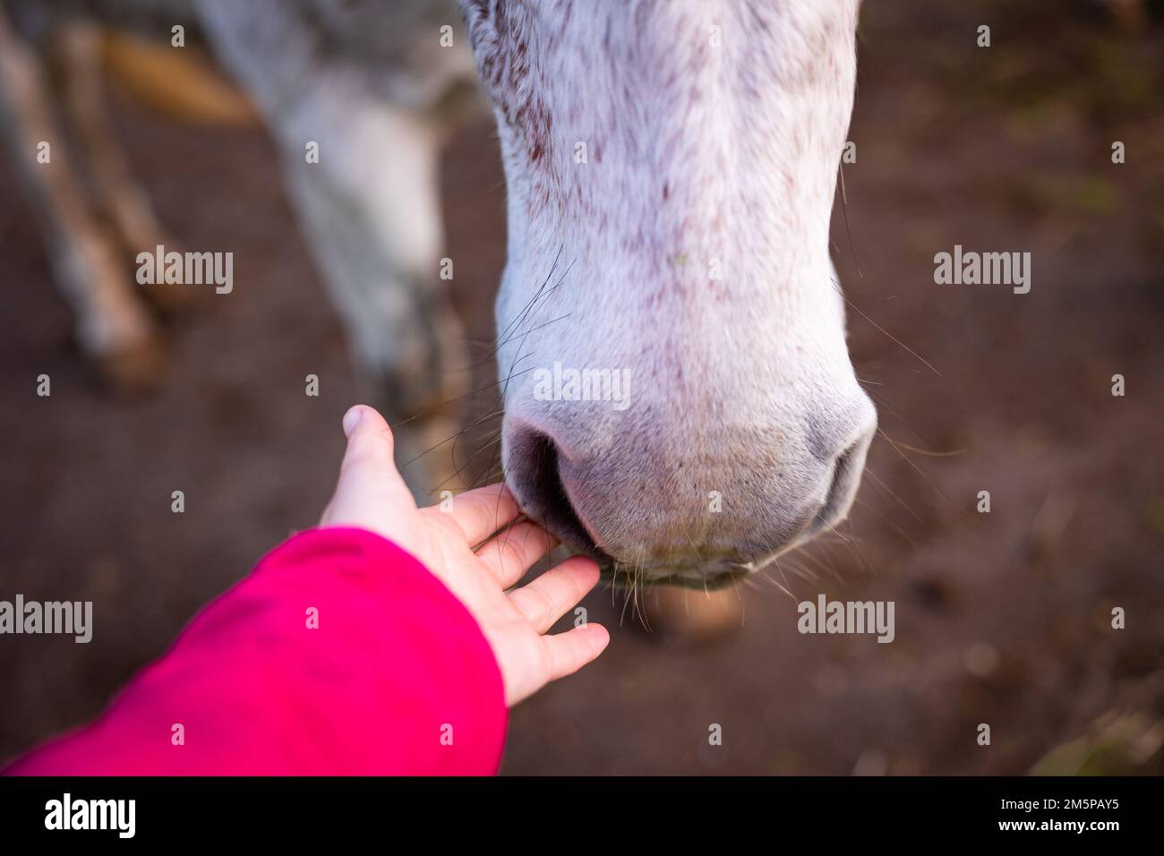 Hand touching nose of white horse, gentle animals, cute friendship ...