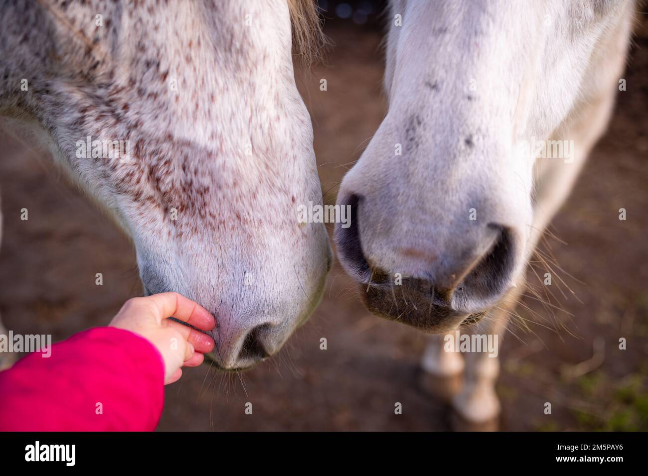 Hand touching nose of white horse, gentle animals, cute friendship ...