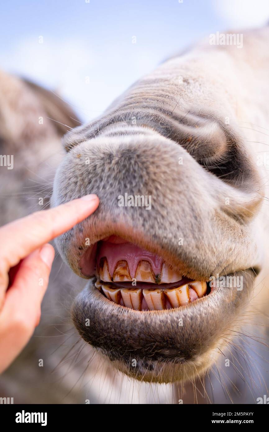 White horse showing teeth, hand touching nose softly, gentle animals ...