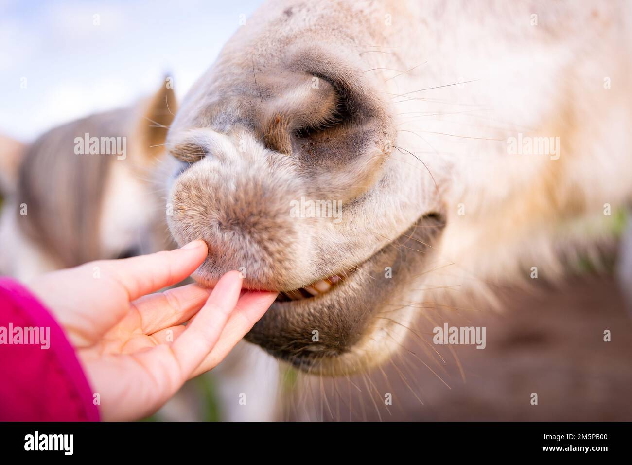 White horse showing teeth, hand touching nose softly, gentle animals ...