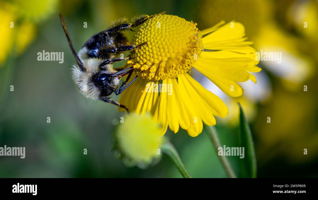 A macro shot of a big bumble bee sitting on a yellow flower bud with a ...