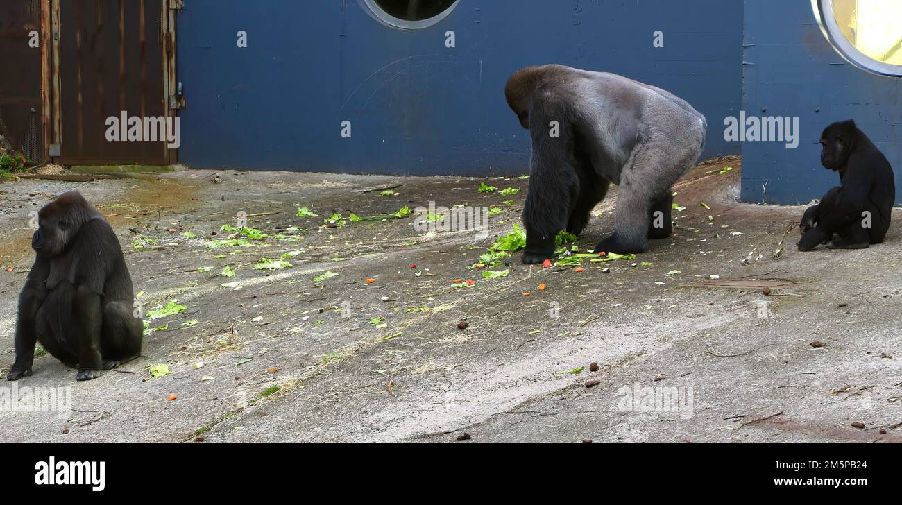 Male female and young female Western Lowland Gorillas Gorilla gorilla ...