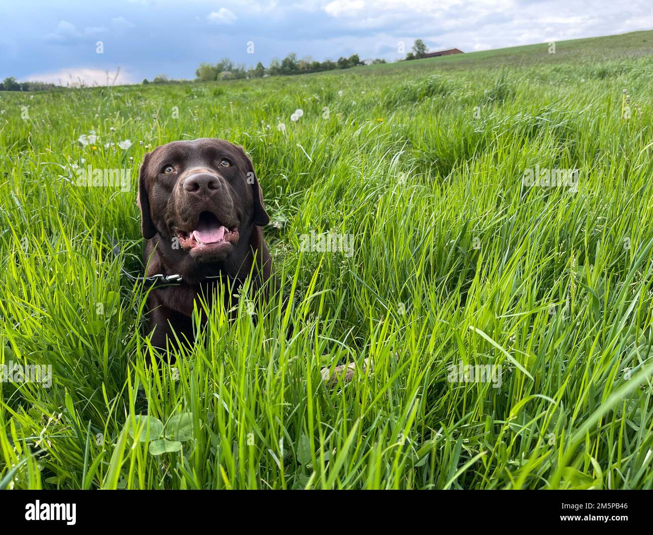 A cute adult chocolate Labrador retriever among green grass Stock Photo ...