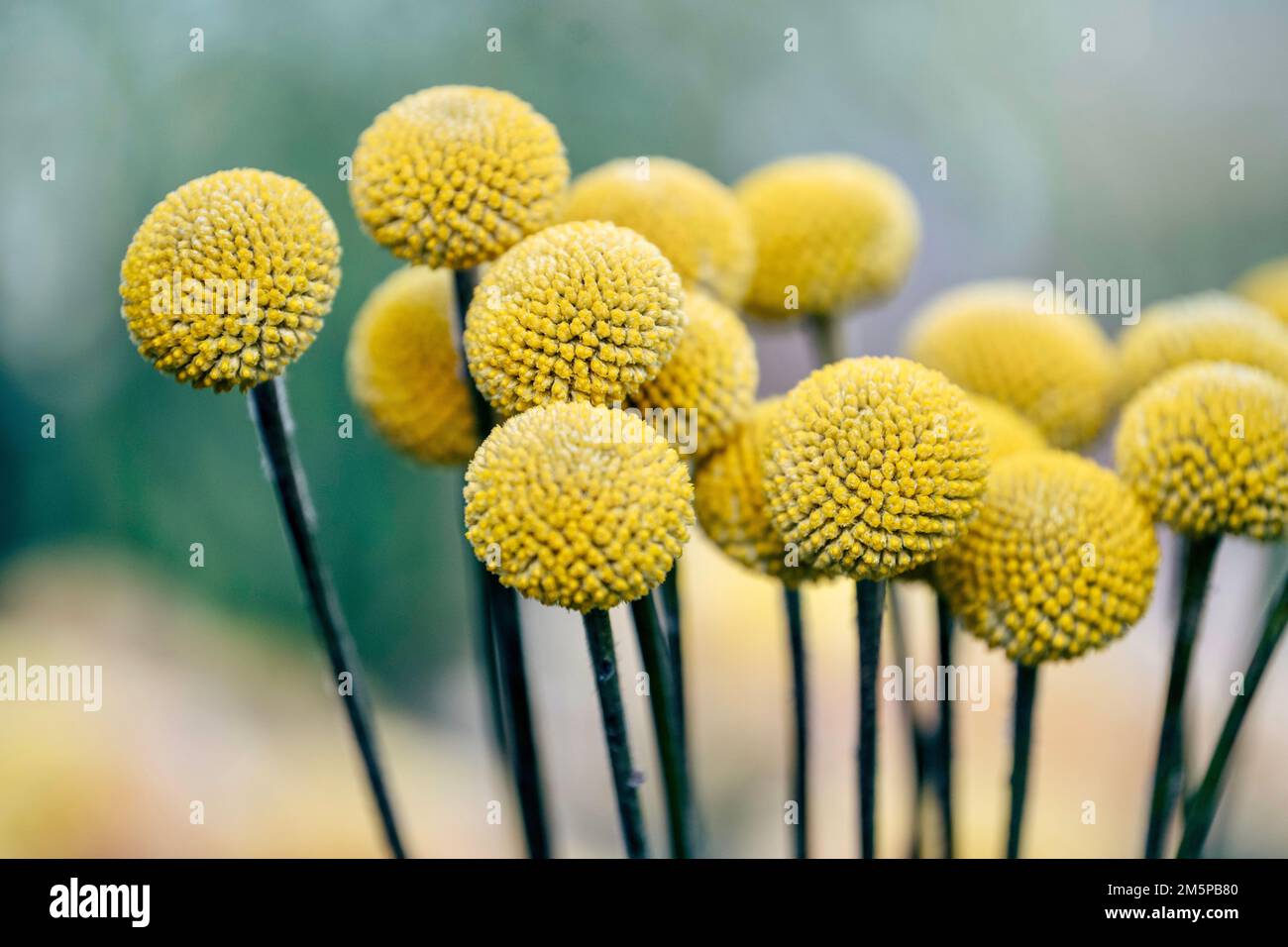 Closeup craspedia hi-res stock photography and images - Alamy