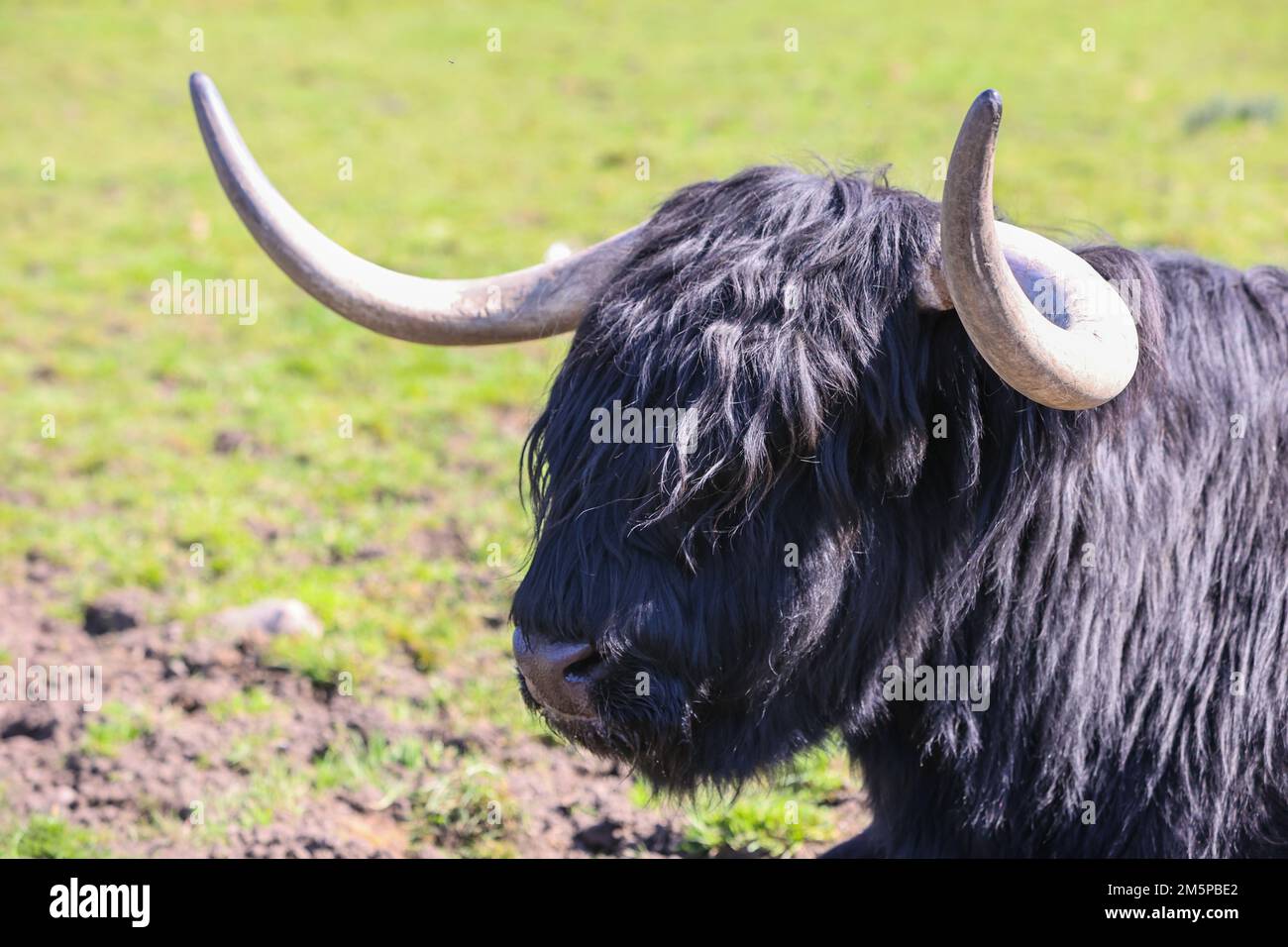 Highland,Highland cows,Highland cow,hairy,large,big,giant,horns ...