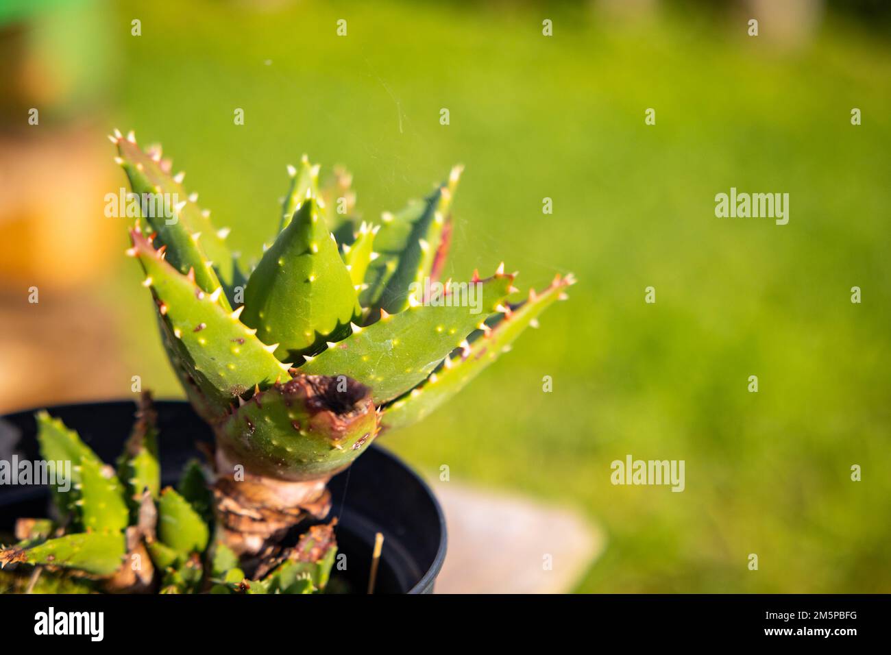 Symmetric and with spikes, plant in vase, succulent flora Stock Photo ...