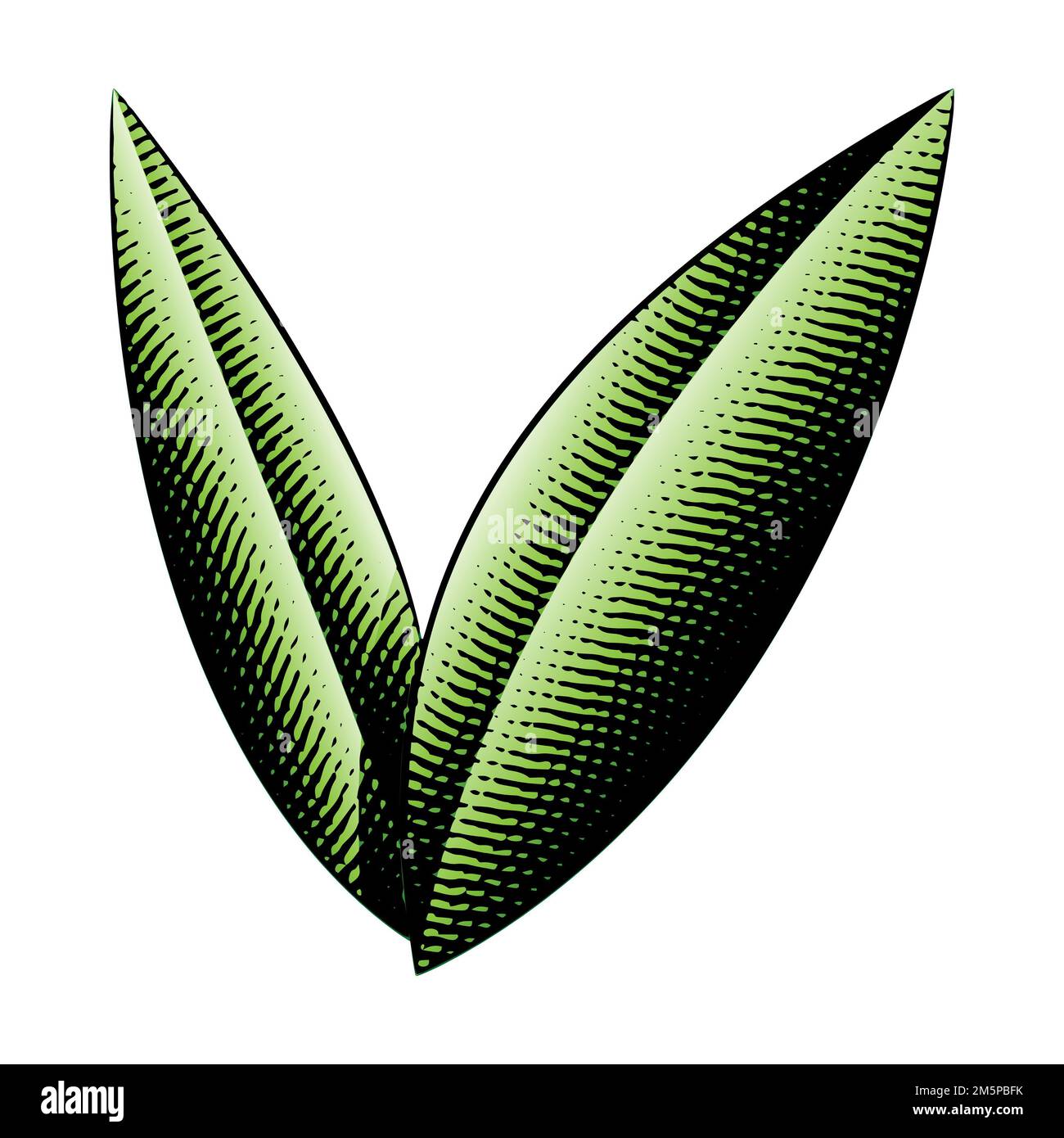 Illustration of Scratchboard Engraved Leaves with Green Fill Color ...