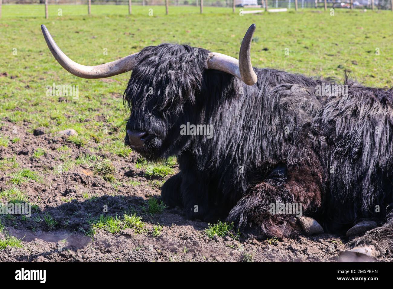 Highland,Highland cows,Highland cow,hairy,large,big,giant,horns ...