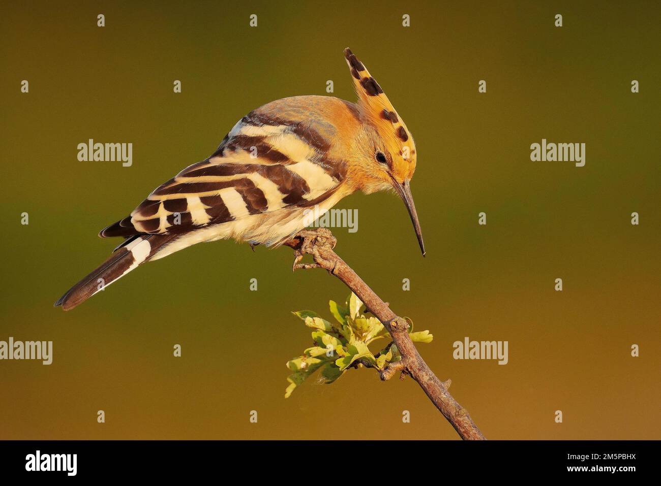 An eurasian hoopoe bird standing on tree twig looking down with blur ...