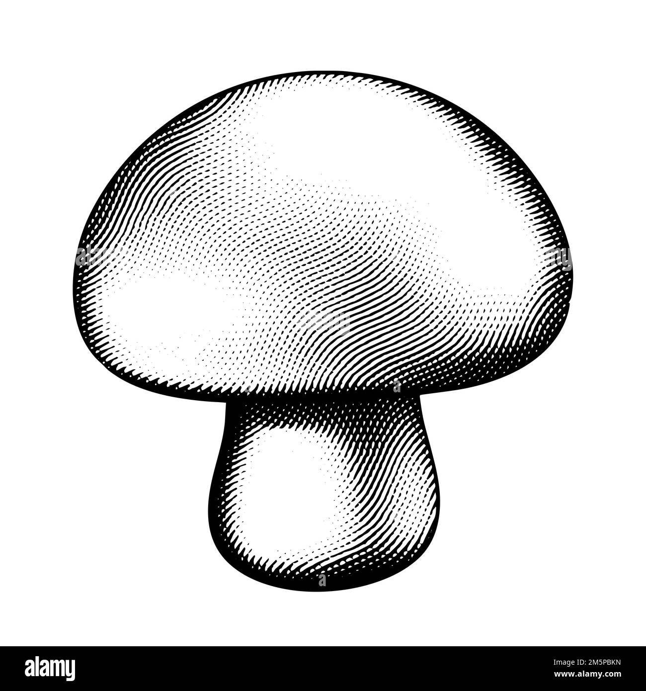 Ink cap fungus illustration Black and White Stock Photos & Images - Alamy