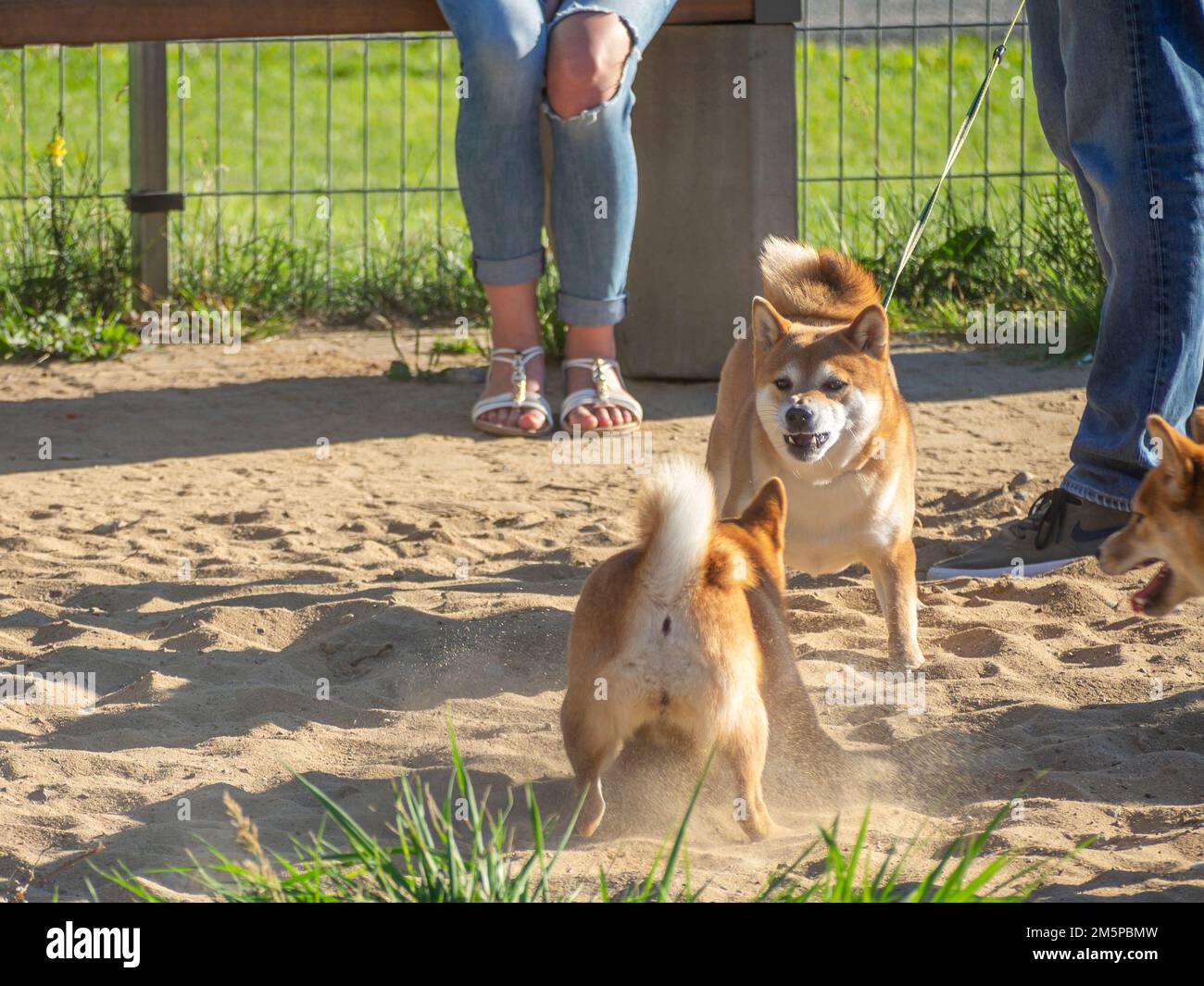 Shiba Inu plays on the dog playground in the park. Cute dog of shiba ...