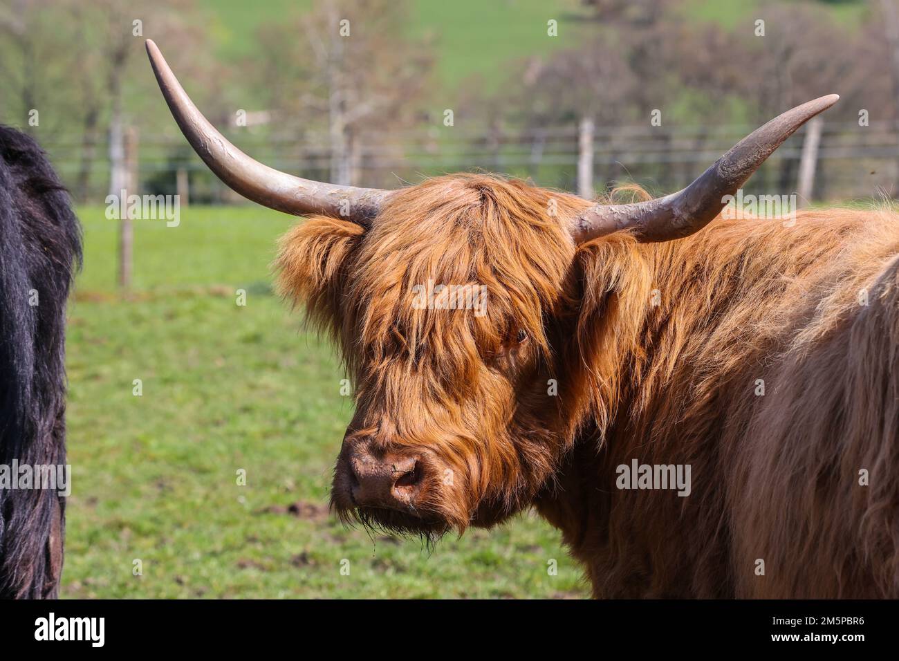 Highland,Highland cows,Highland cow,hairy,large,big,giant,horns ...