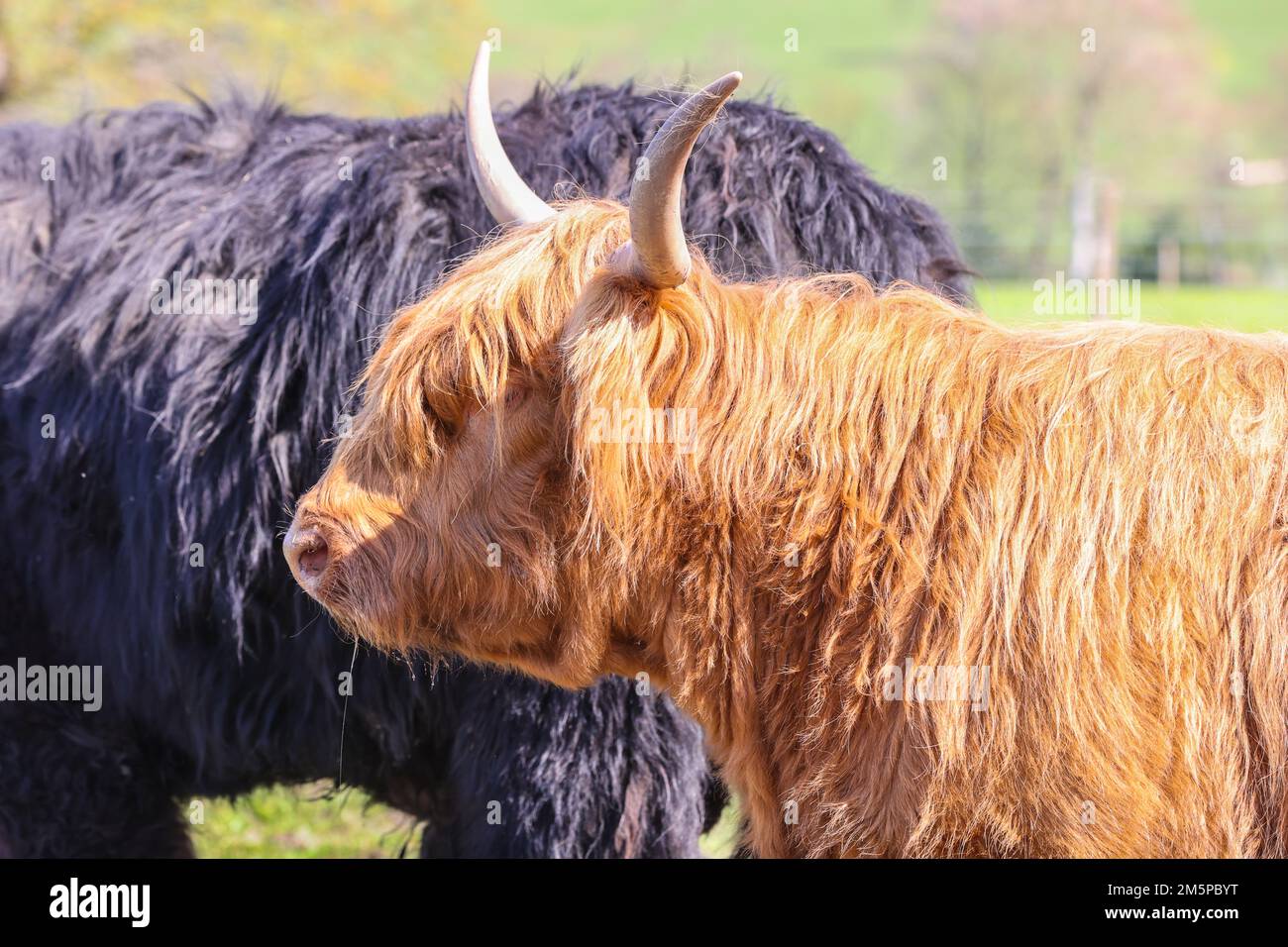 Highland,Highland cows,Highland cow,hairy,large,big,giant,horns ...