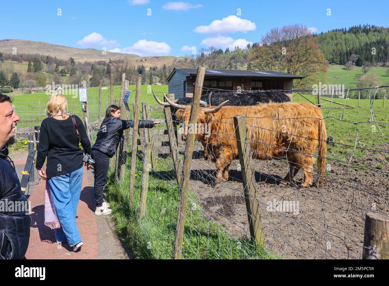 Highland,Highland cows,Highland cow,hairy,large,big,giant,horns ...