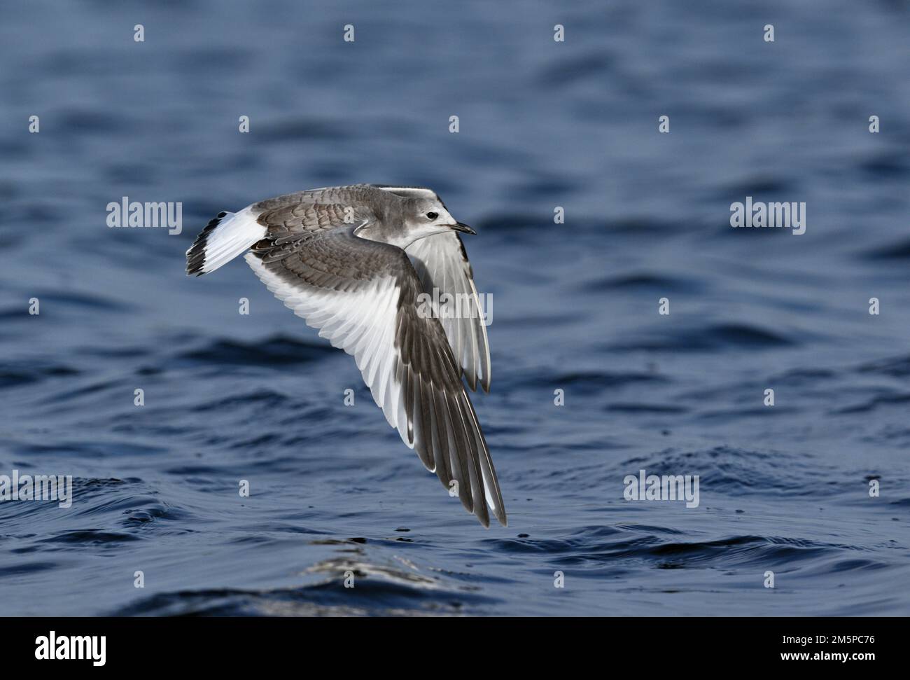 Sabine's Gull - Xema sabini Stock Photo - Alamy