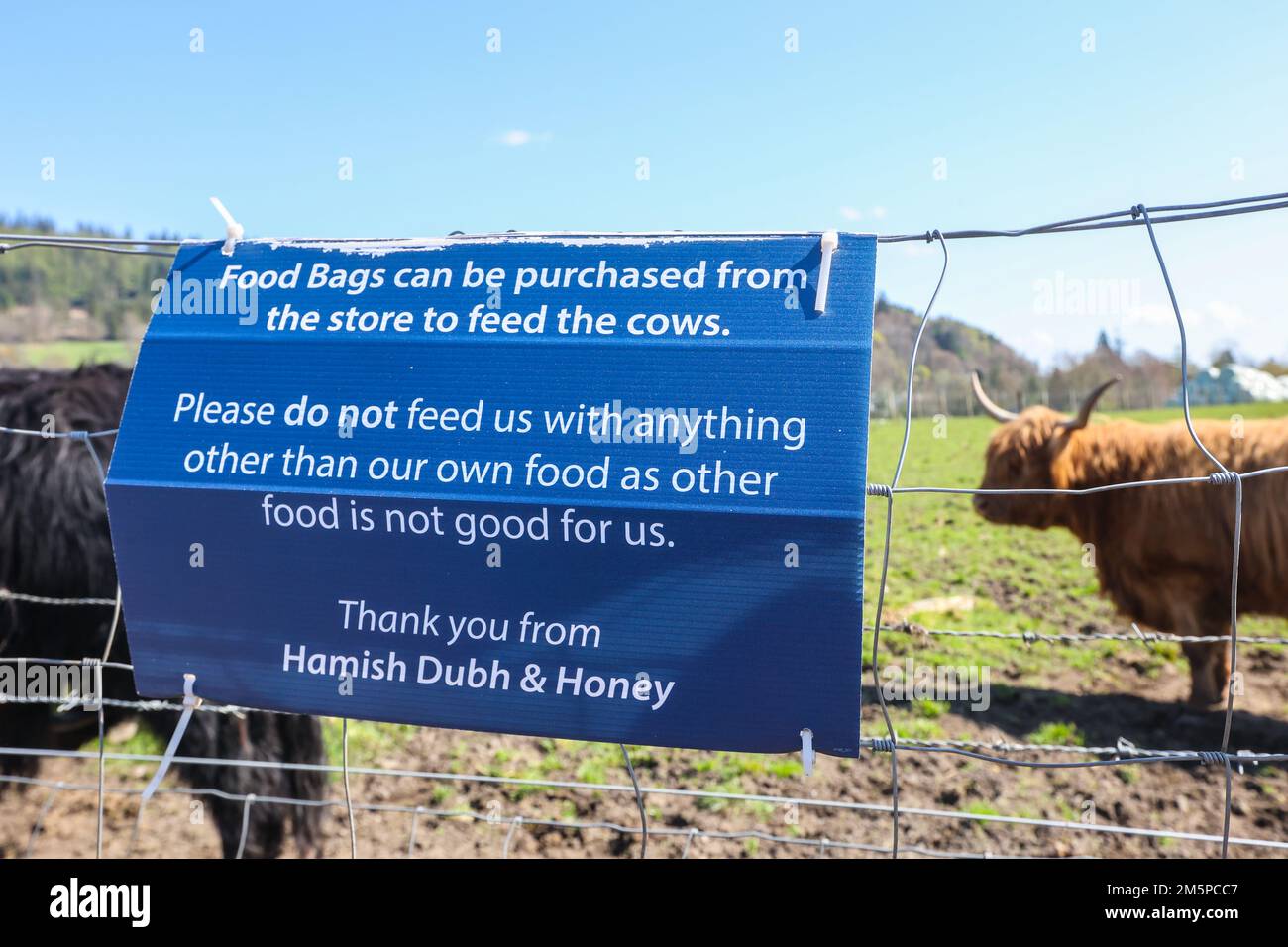 Highland,Highland cows,Highland cow,hairy,large,big,giant,horns ...
