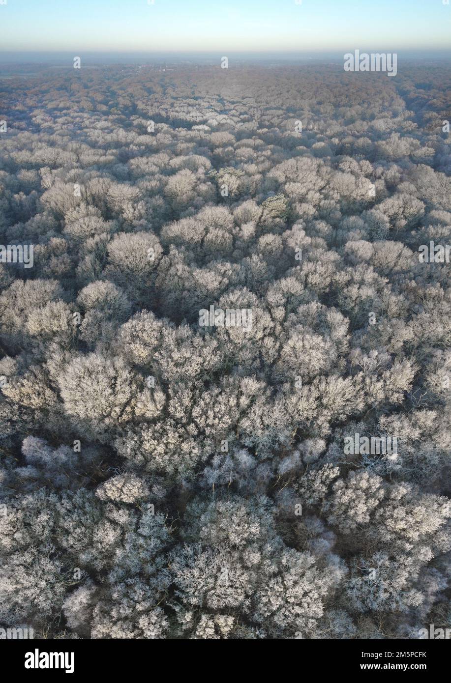 Deciduous Woodland in winter - hoar frost Stock Photo - Alamy