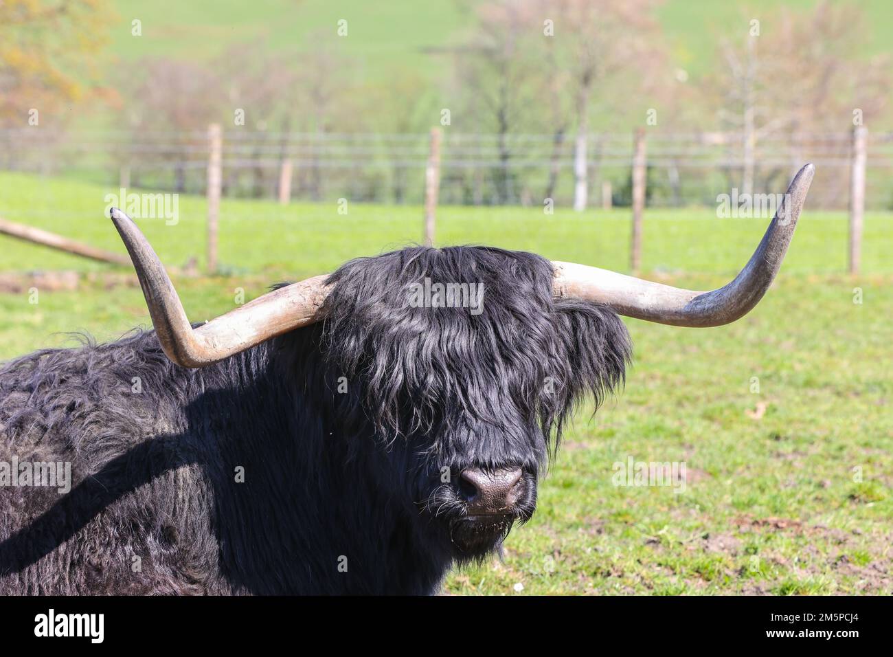 Highland,Highland cows,Highland cow,hairy,large,big,giant,horns ...
