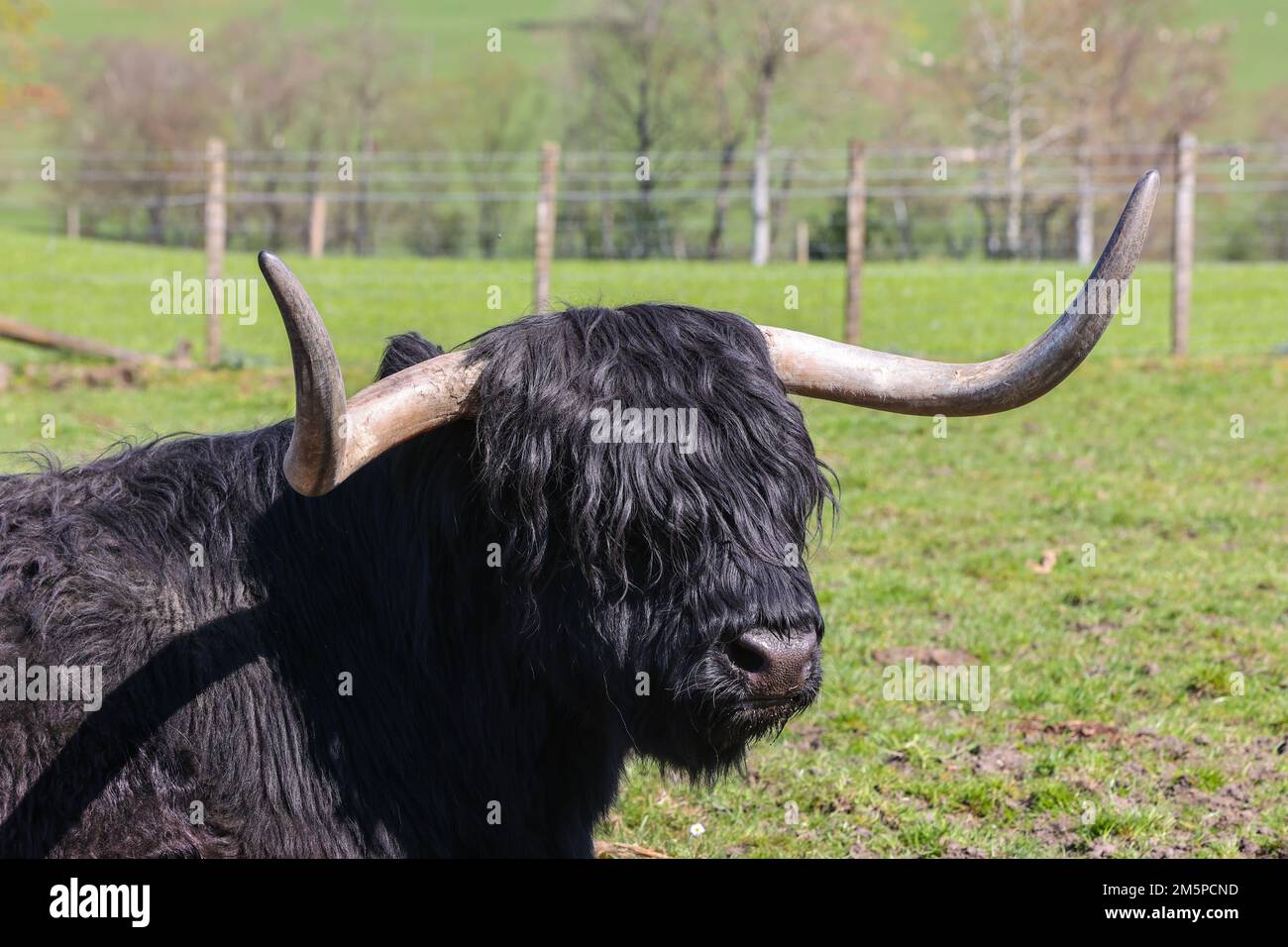 Highland,Highland cows,Highland cow,hairy,large,big,giant,horns ...