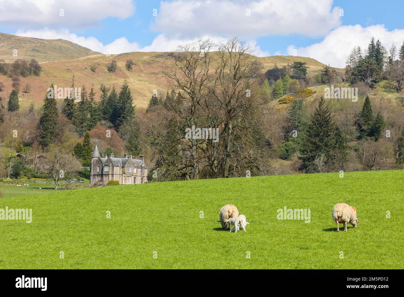 Highland,Highland cows,Highland cow,hairy,large,big,giant,horns ...
