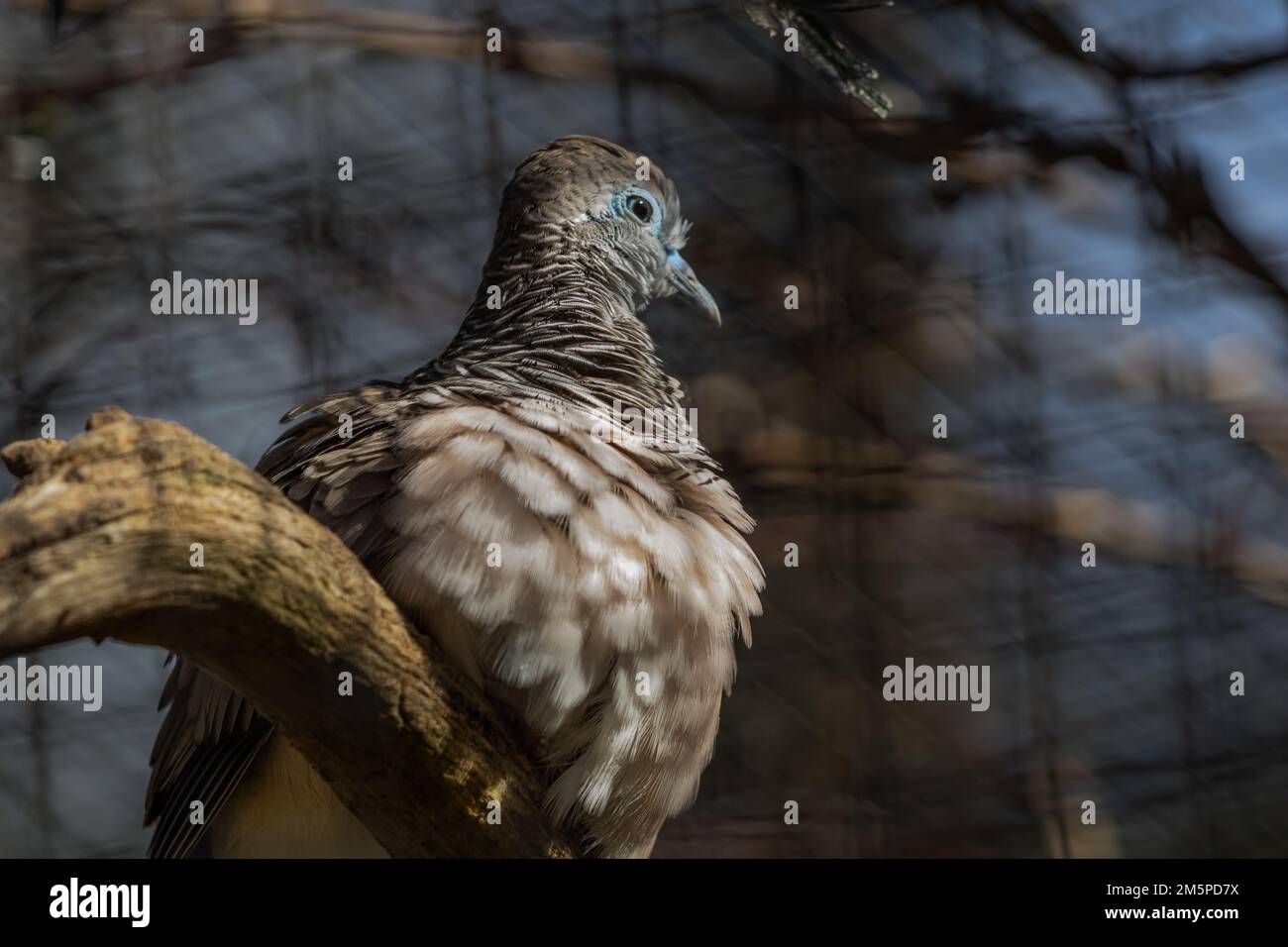 The Zebra dove or barred dove (Geopelia striata), perched on a branch ...
