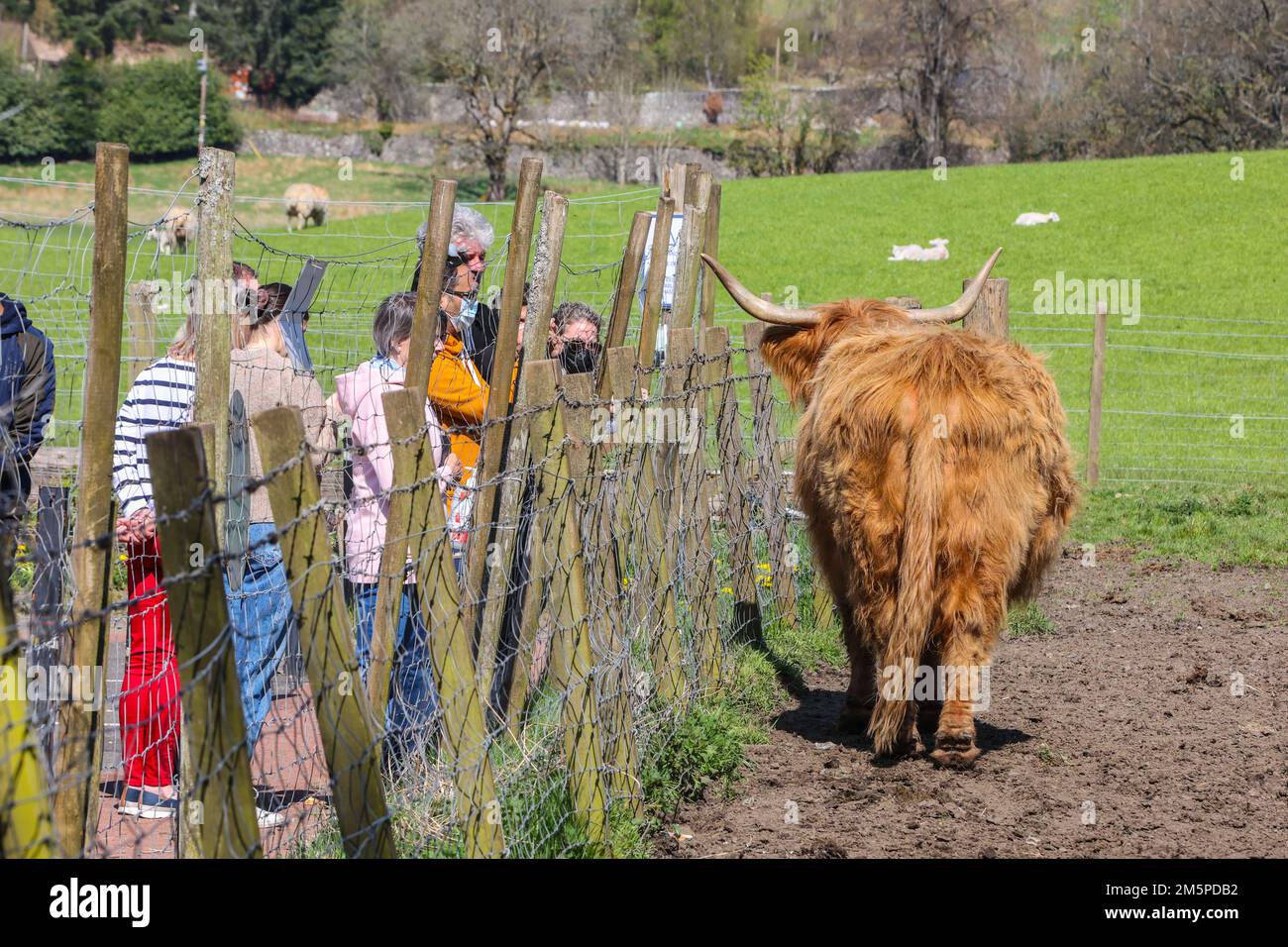 Highland,Highland cows,Highland cow,hairy,large,big,giant,horns ...