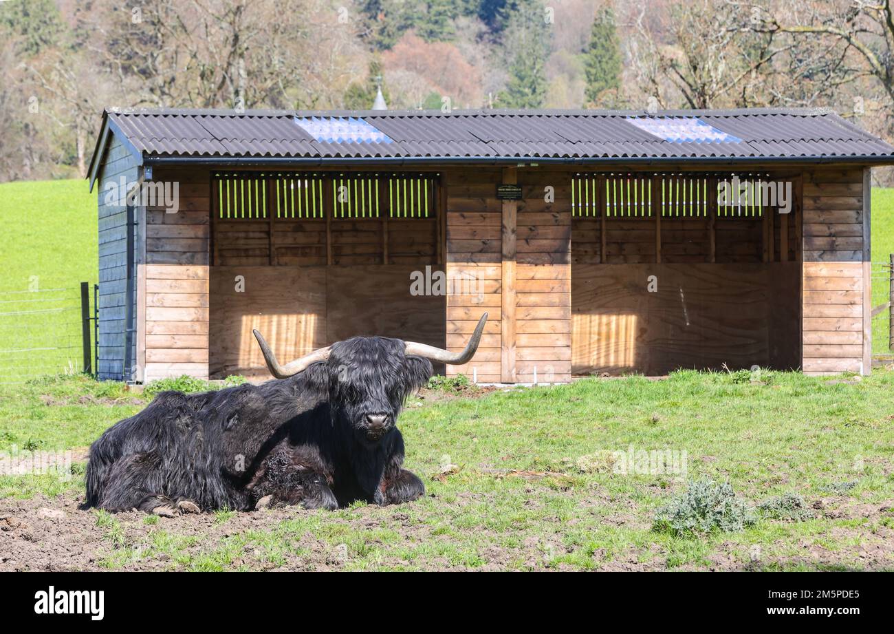 Highland,Highland cows,Highland cow,hairy,large,big,giant,horns ...
