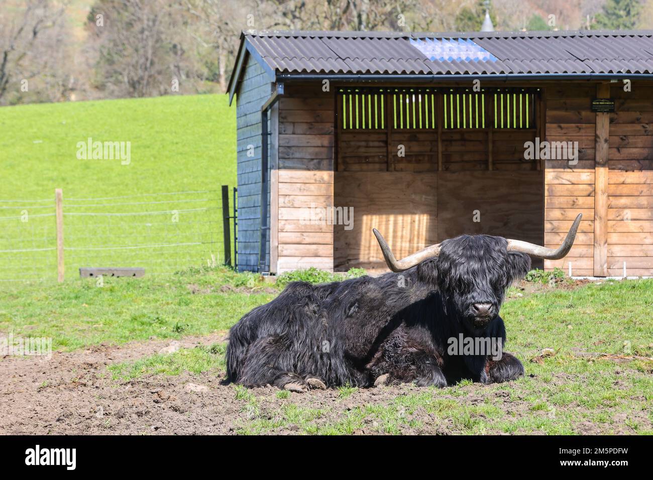 Highland,Highland cows,Highland cow,hairy,large,big,giant,horns ...