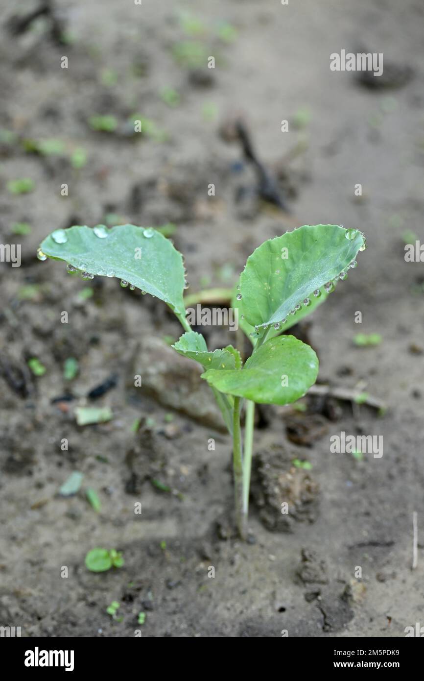 A closeup of sprouting leaves in a garden Stock Photo - Alamy