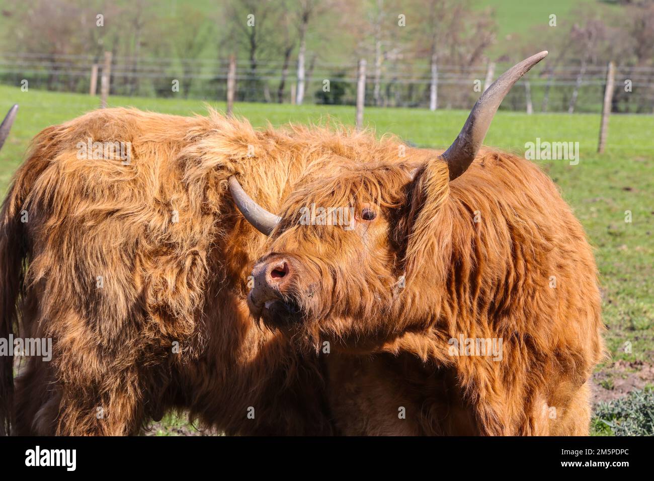 Highland,Highland cows,Highland cow,hairy,large,big,giant,horns ...