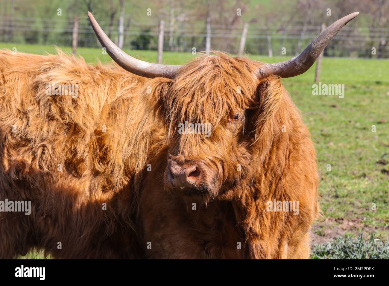 Highland,Highland cows,Highland cow,hairy,large,big,giant,horns ...