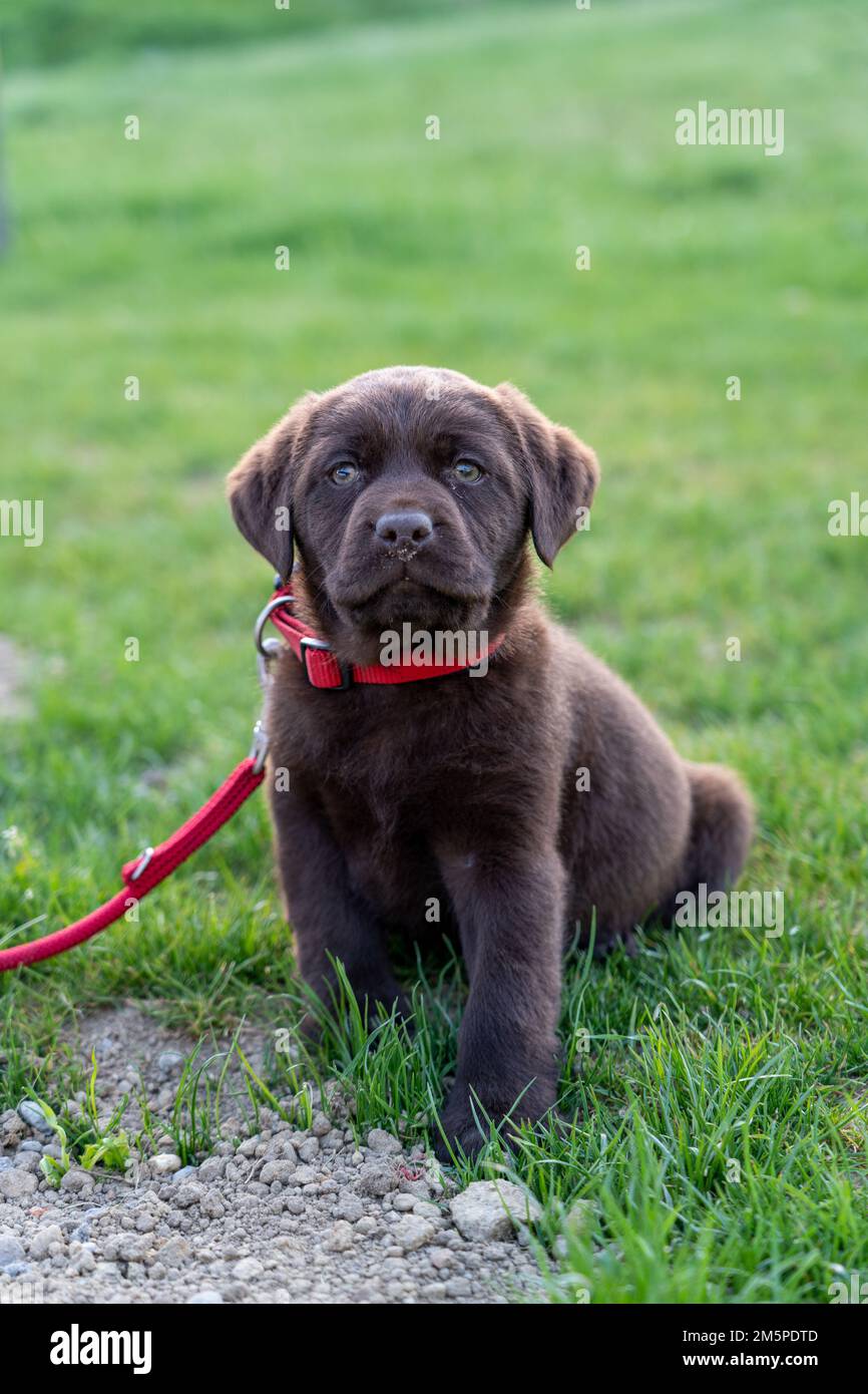 A selective focus of a cute Labrador dog Stock Photo - Alamy