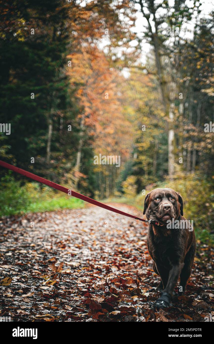 A selective focus of a cute Labrador dog walking on autumn leaves Stock ...