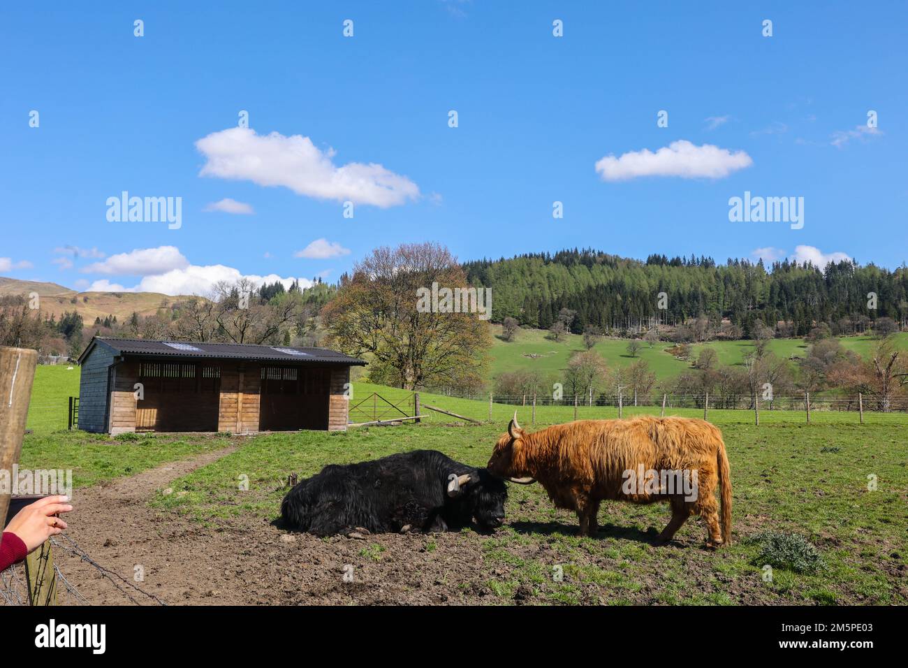 Highland,Highland cows,Highland cow,hairy,large,big,giant,horns ...