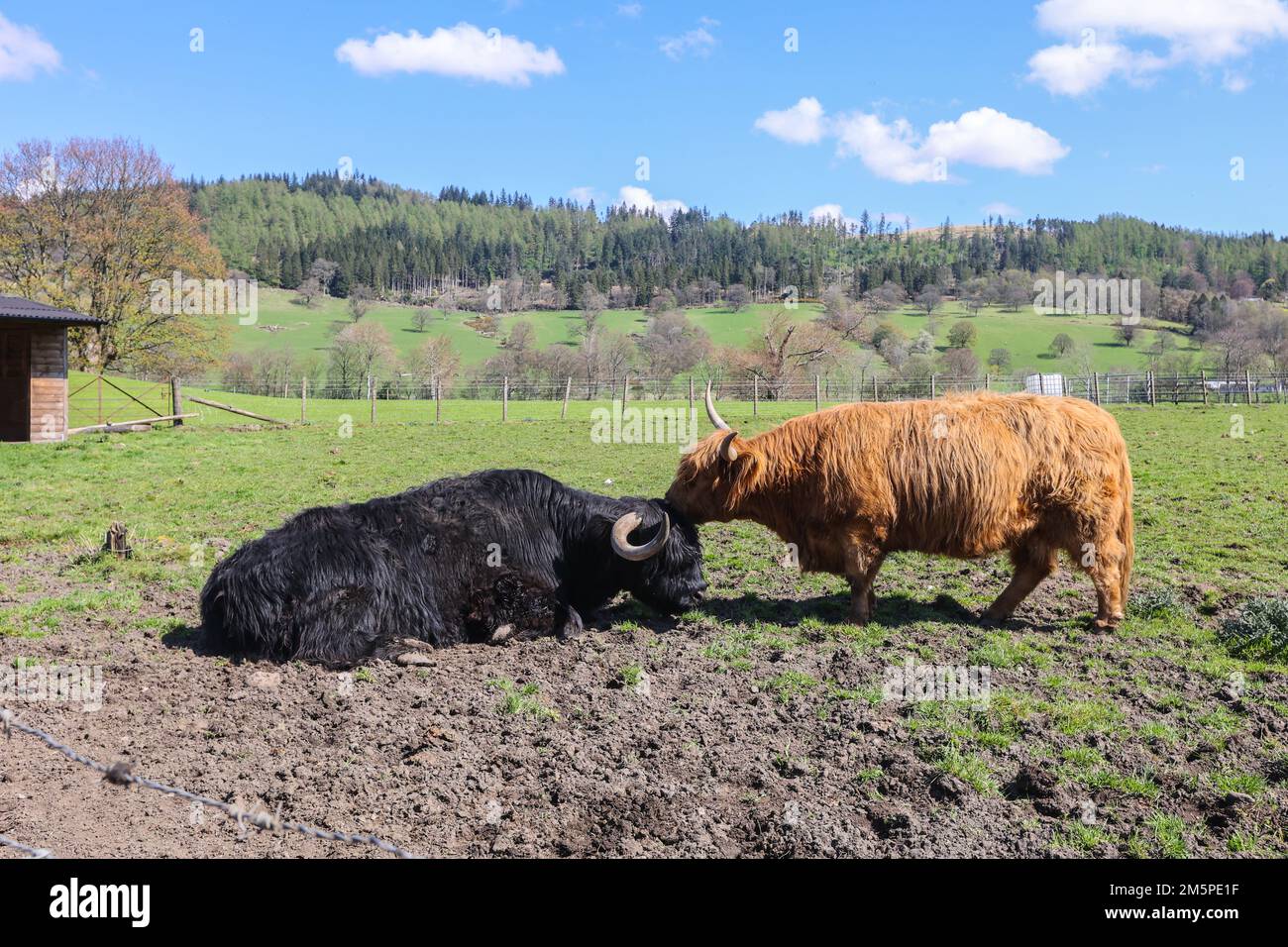 Highland,Highland cows,Highland cow,hairy,large,big,giant,horns ...