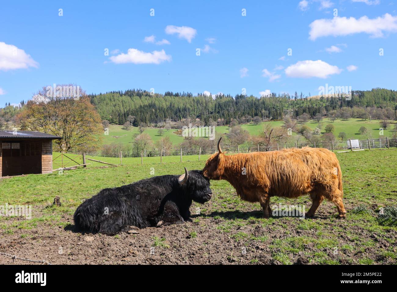 Highland,Highland cows,Highland cow,hairy,large,big,giant,horns ...