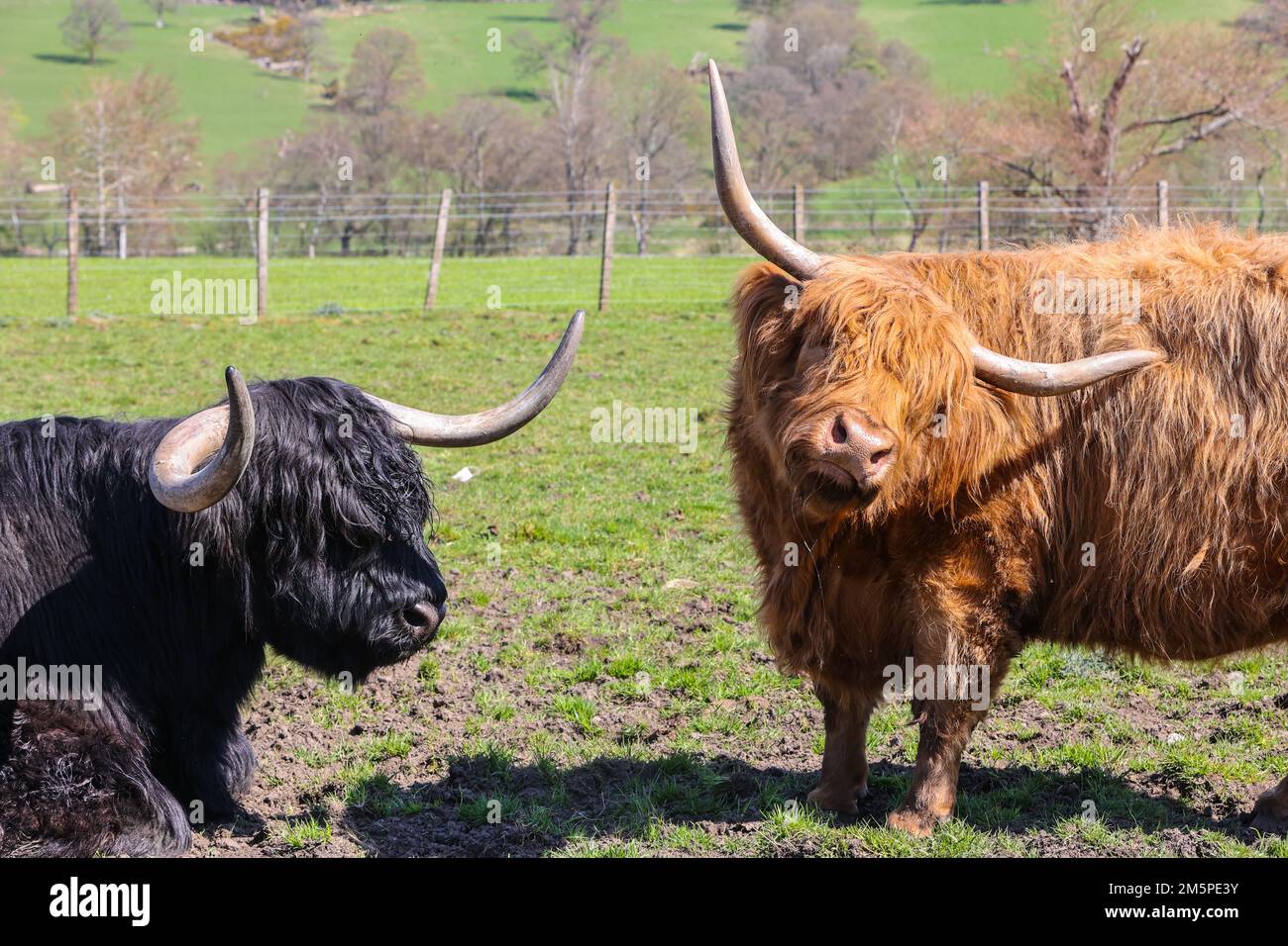 Highland,Highland cows,Highland cow,hairy,large,big,giant,horns ...