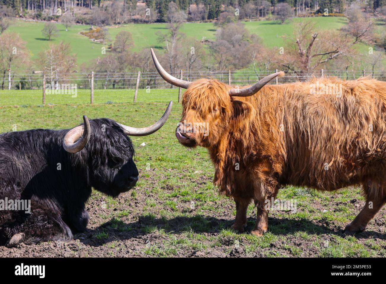 Highland,Highland cows,Highland cow,hairy,large,big,giant,horns ...